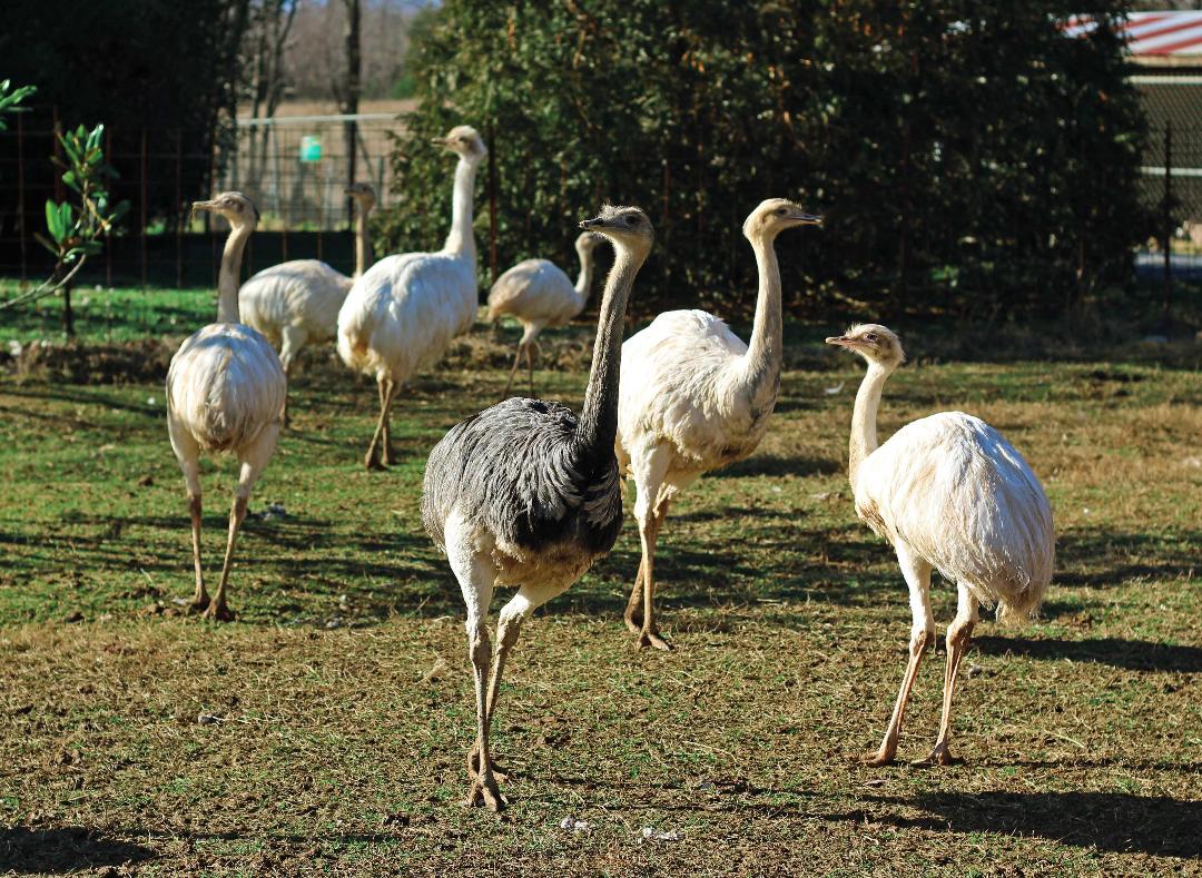 Raising Rhea Birds to Diversify - Backyard Poultry